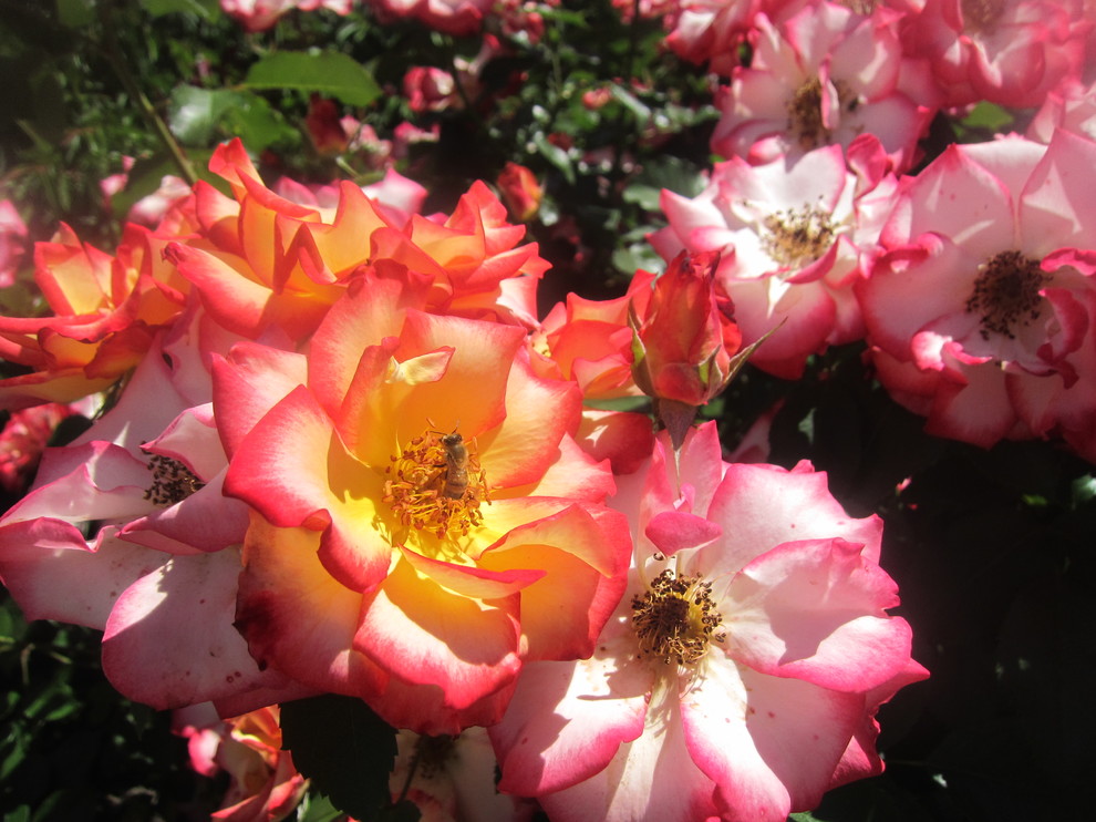 ID a very big rose