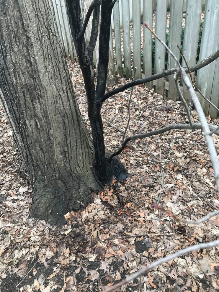 What is this black stuff oozing from my tree?