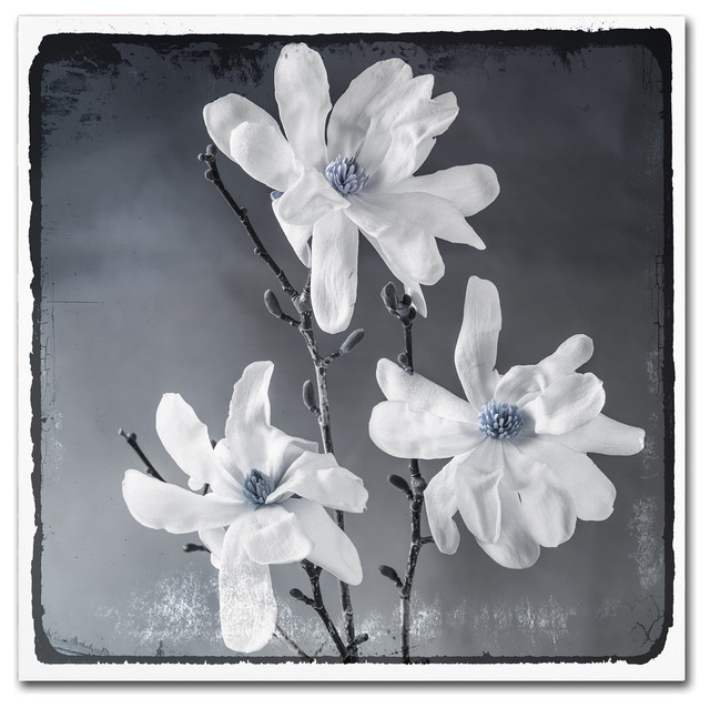 LightBoxJournal 'Blue Magnolia 2' Canvas Art, 24"x 24" - Contemporary ...