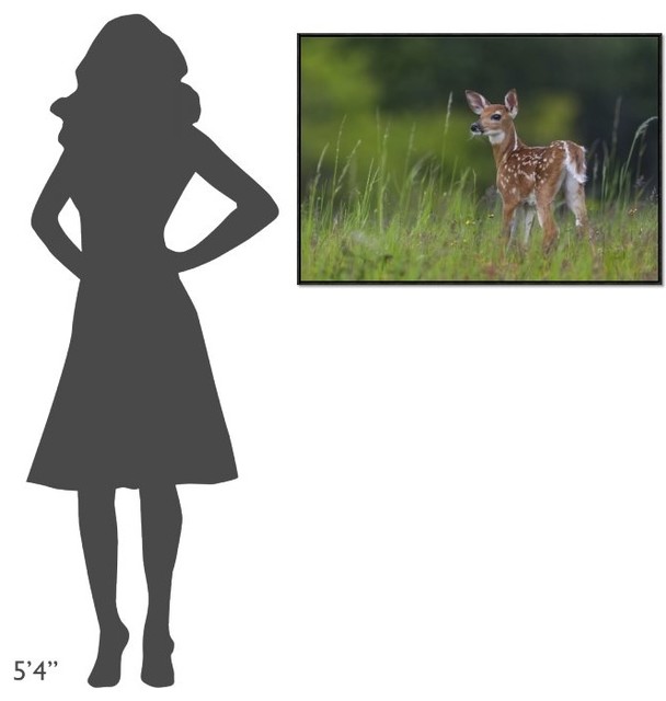 Spring Fawn, 36"x24" - Rustic - Prints And Posters - by Global Gallery ...