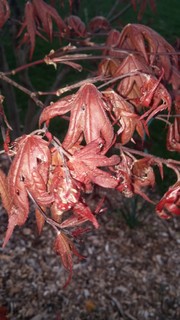 Red Maple Verticillium Wilt