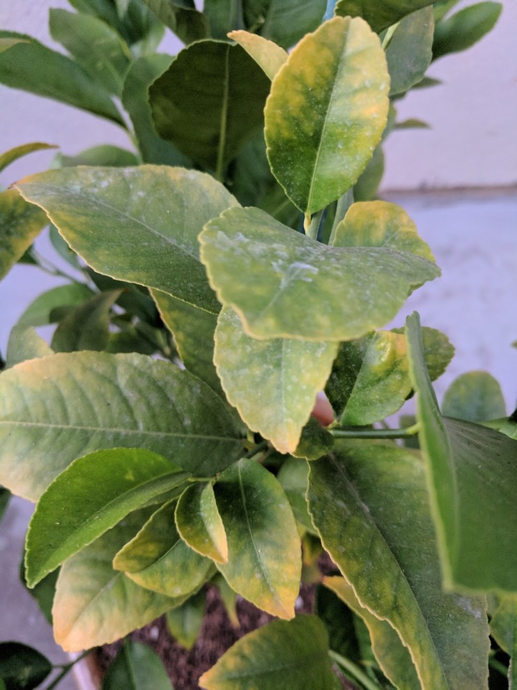 Meyer Lemon deficiency