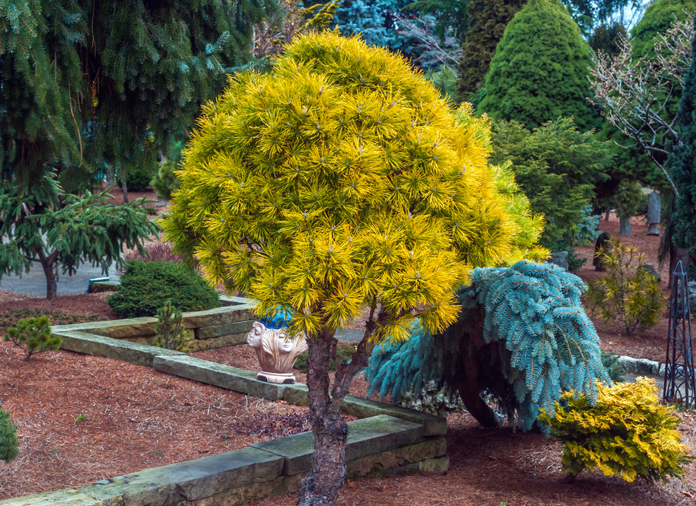 Standard Conifer Trees that turn Gold when Cold