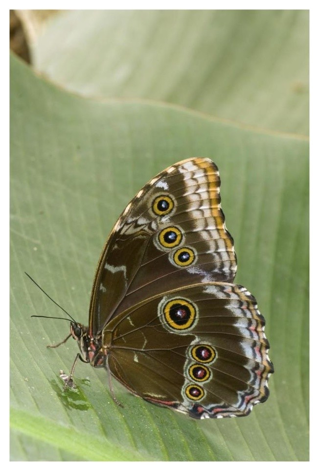 "Blue Morpho butterfly, Ecuador" Digital Paper Print by Steve Gettle, 14"x20", 18"x26 ...