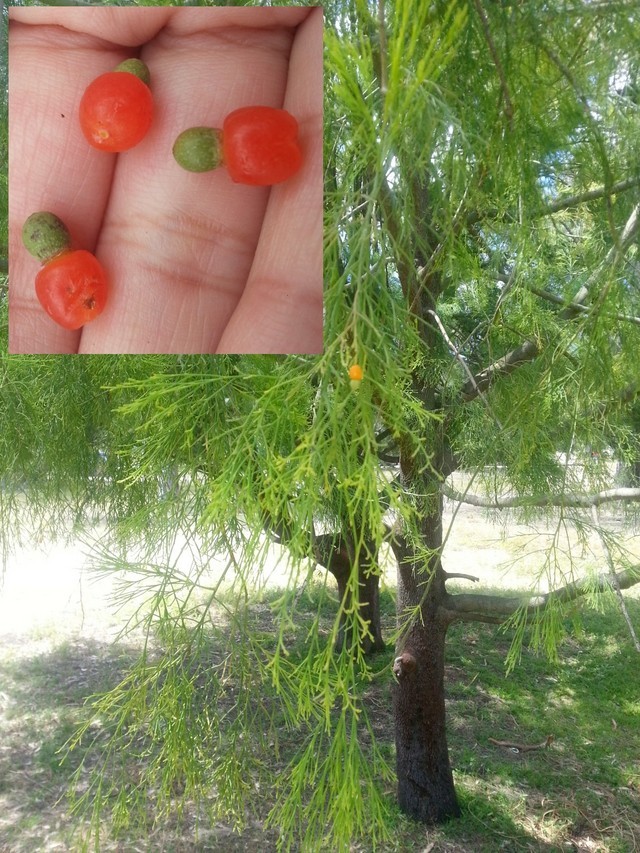 Identify australian berry tree