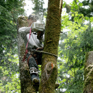 WALLACE TREE SERVICE - Project Photos & Reviews - Crossett, AR US | Houzz