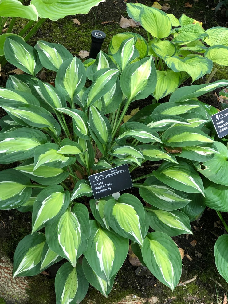 Hosta Snake Eyes