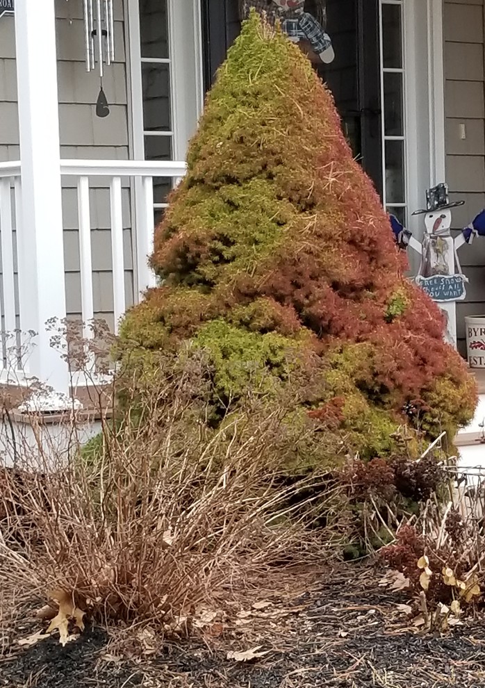 Dwarf Alberta Spruce And This Cold Winter