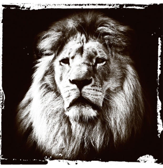 Black and White Animal Art Print | Andrew Martin Lion Gaze ...