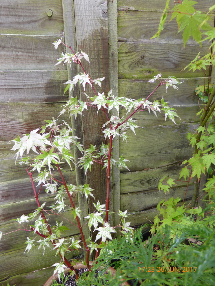 Acer Identification