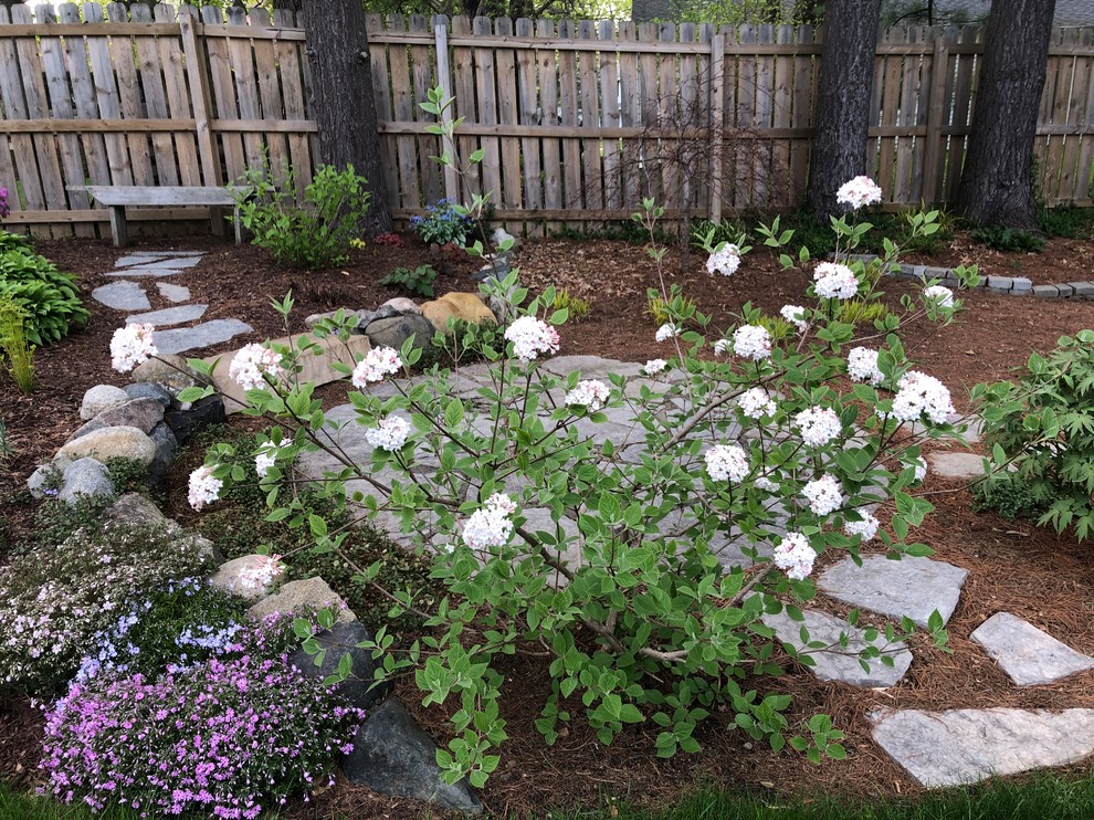 First time proliferous blooms on Viburnum carlesii | Houzz Forum