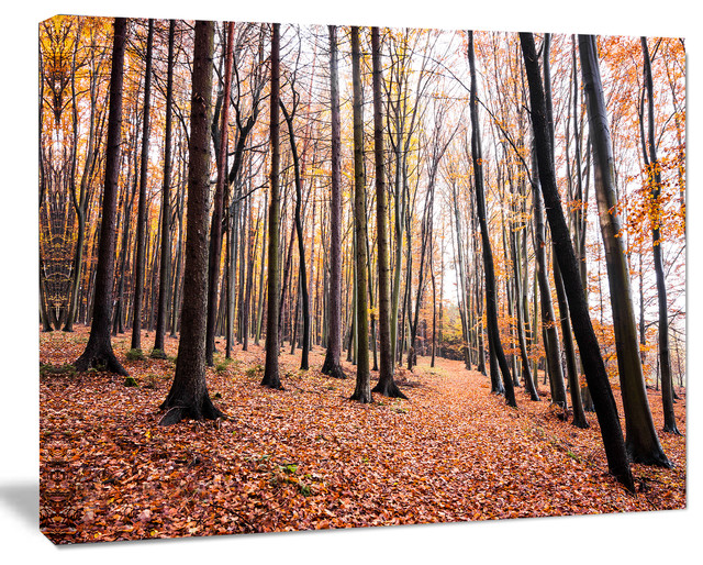 Bright Fall Forest with Clear Sky, Modern Forest Canvas Art, 60"x28 ...