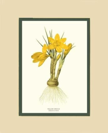 Vintage Botanical Flower Art Print: Yellow Crocus, 11x14 Print ...