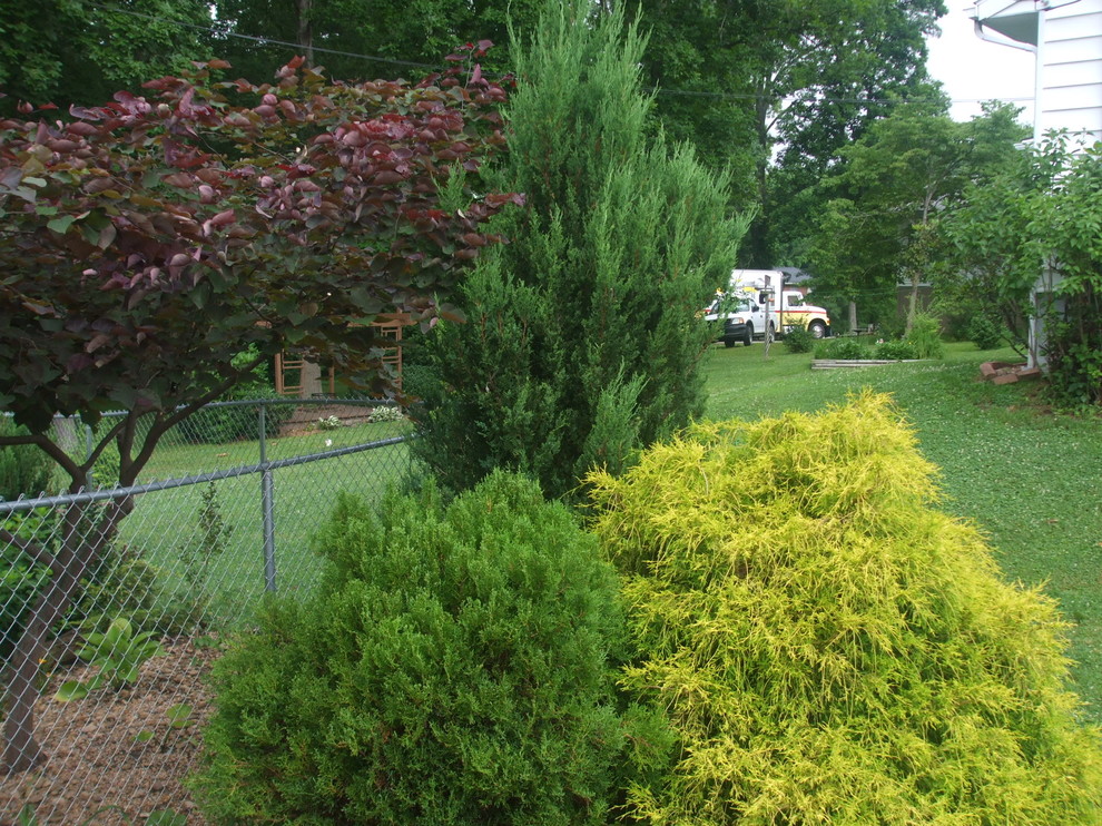 Need recommendation for narrow blue conifer 6b eastern Kentucky