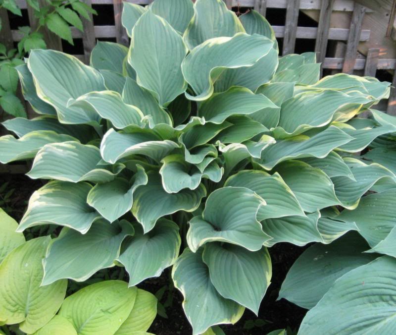 Hosta of the Day - Regal Splendor