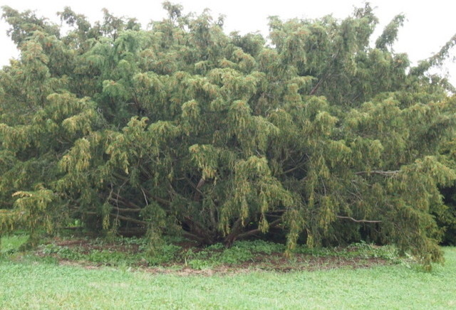 Weeping English Yew? | Houzz Forum