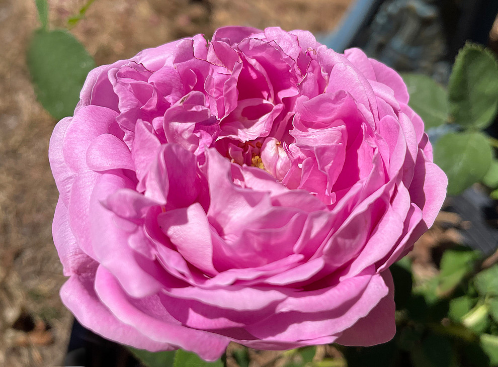 "Barbara's Pasture Rose" | Houzz Forum