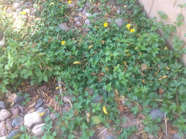 Ground cover identification