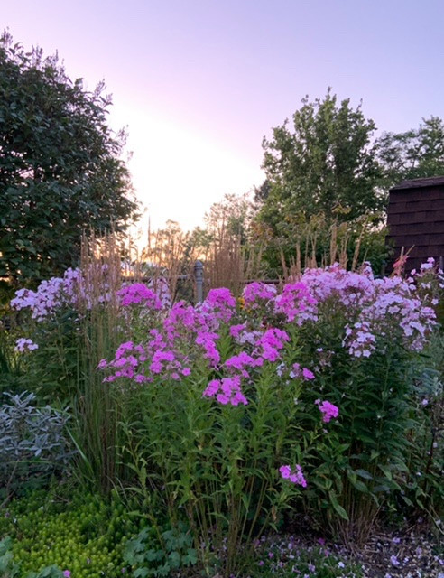 Speaking of Phlox..please share yours! | Houzz Forum