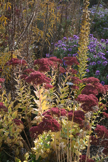 8 Perennials for Great Fall Color