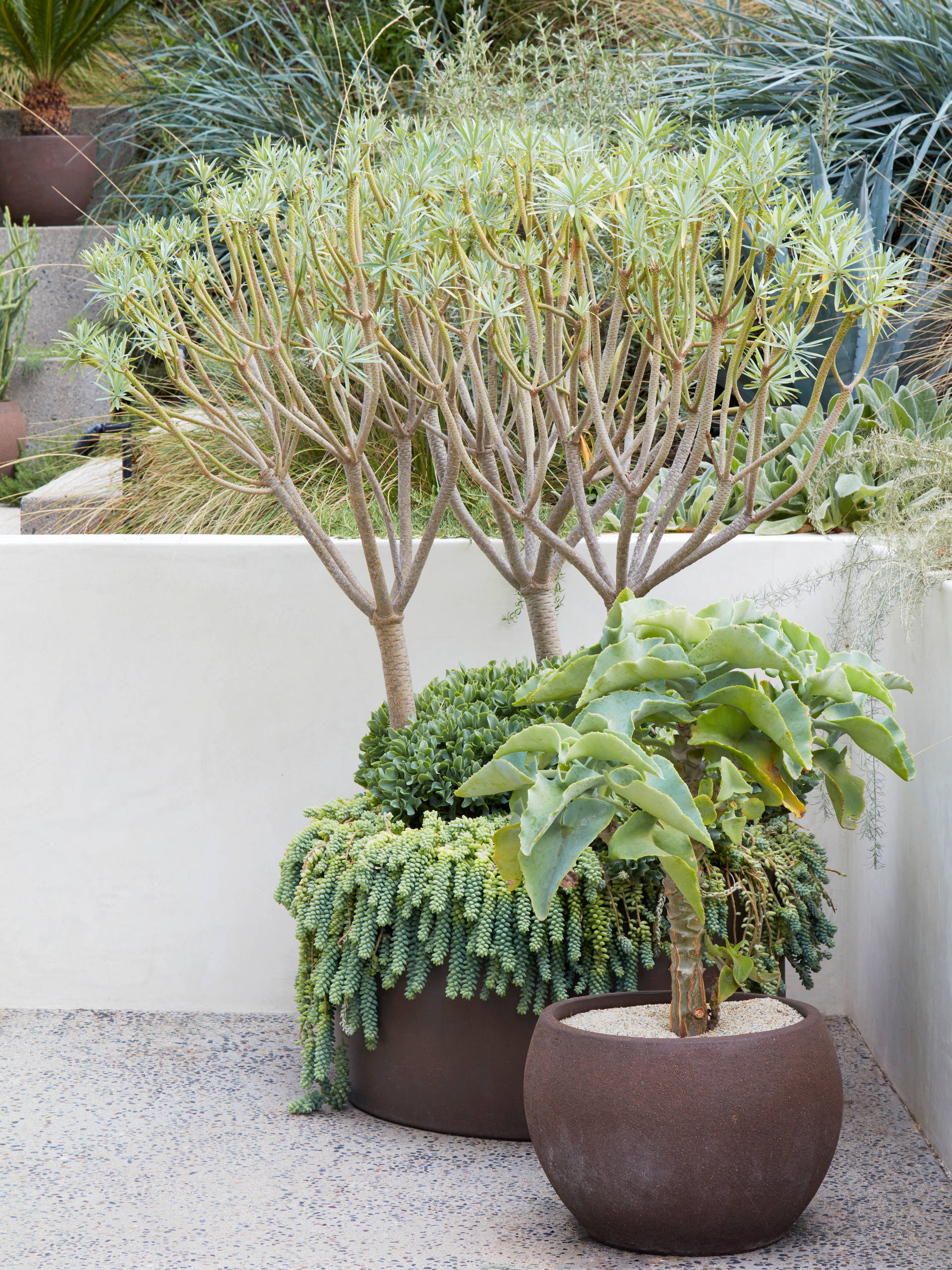 6 Bold and Beautiful Design Strategies for Low-Water Landscapes