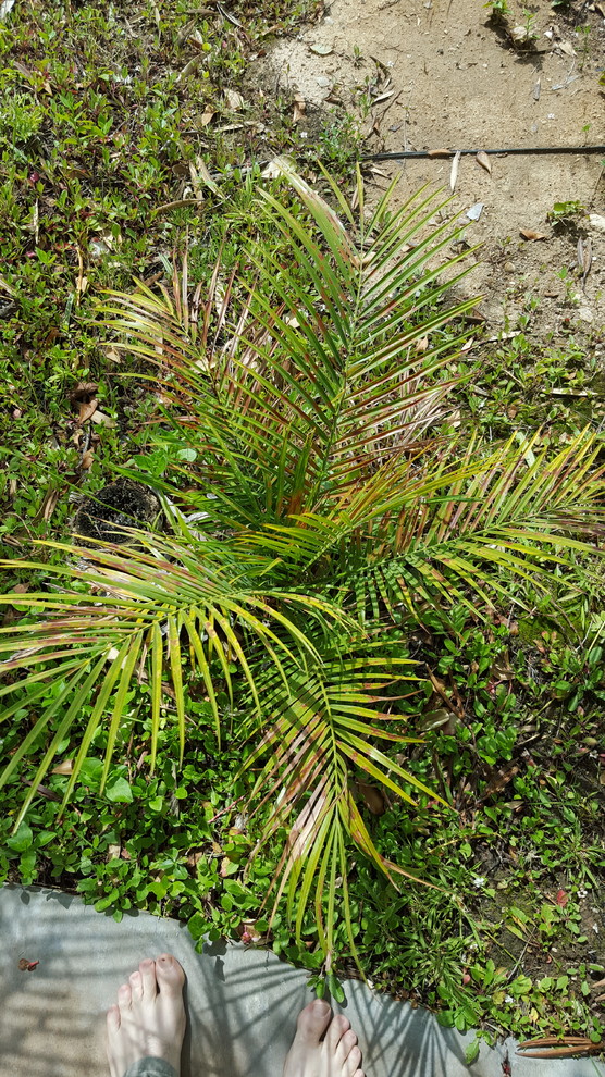 Pygmy Palm Problems | Houzz Forum