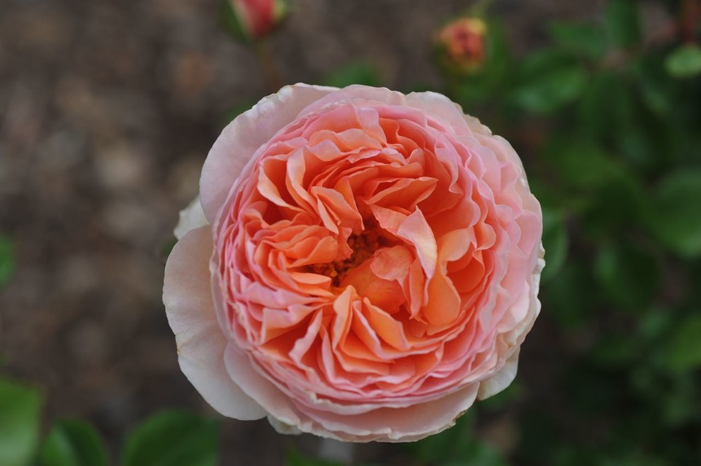 still looking for that perfect apricot sunset rose