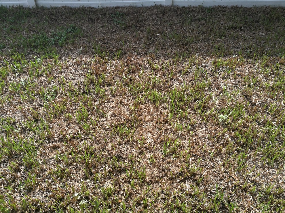 New Floratam St Augustine Sod Dying - Fungus?
