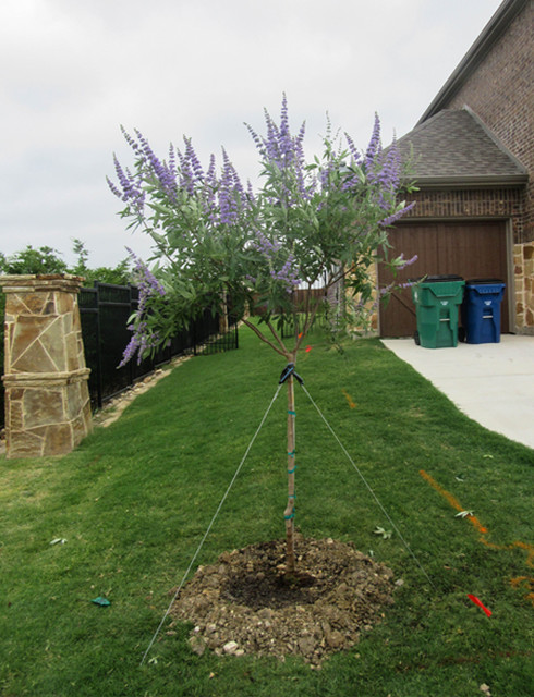 Single Trunk 'Shoal Creek' Vitex Tree - Landscape - Dallas - by ...