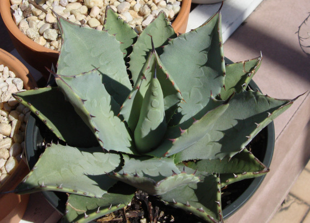 Help with Agave ID