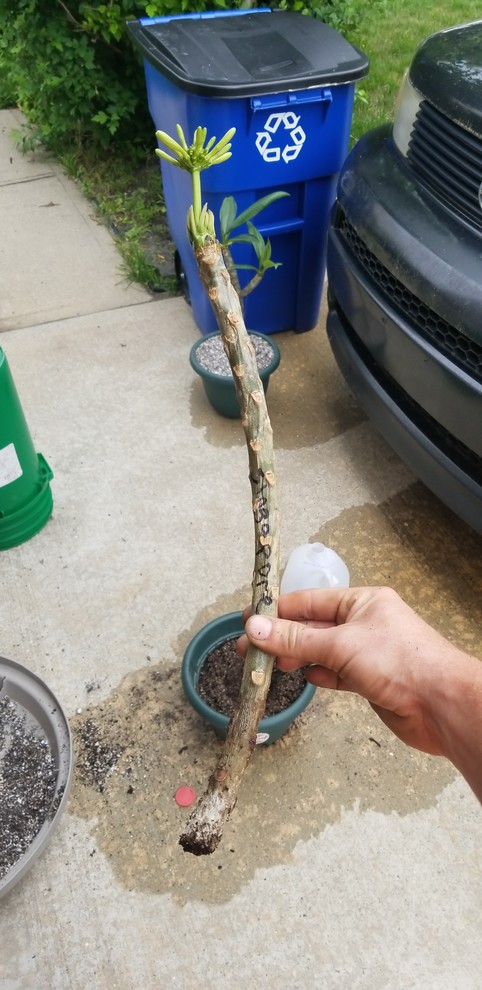 Singapore in possible trouble