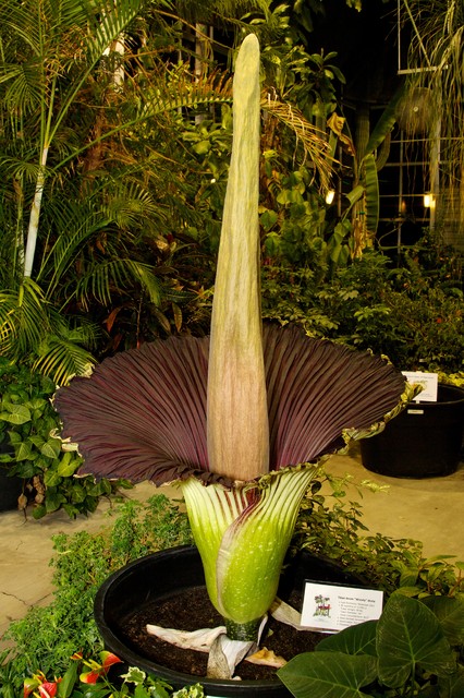 Smell This Shocking Flower at Your Own Risk