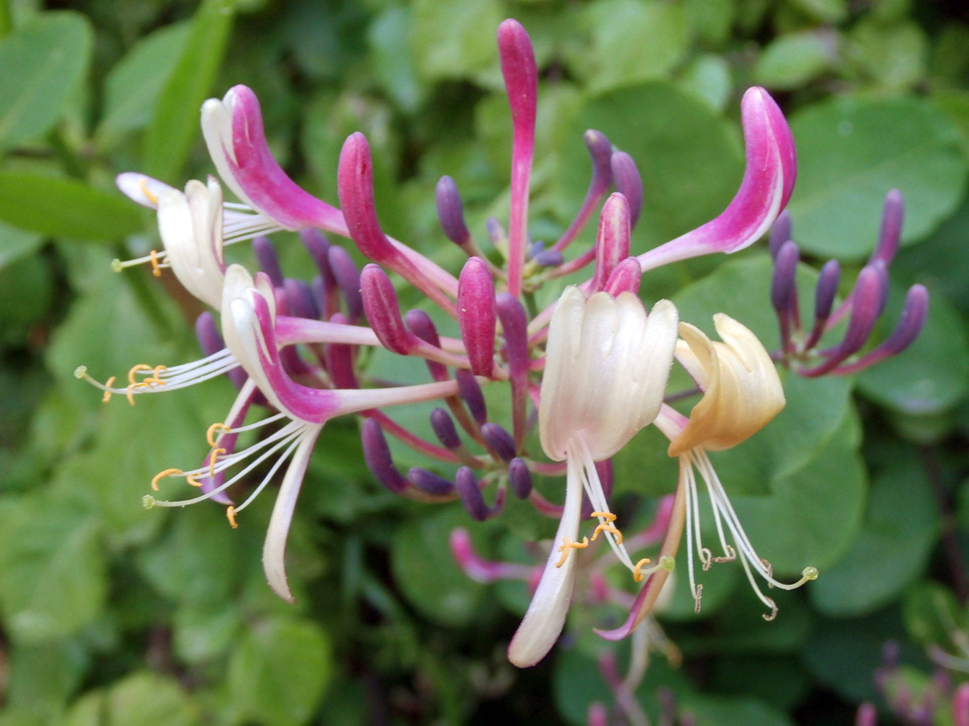 Casas Con Flores Que Trepan