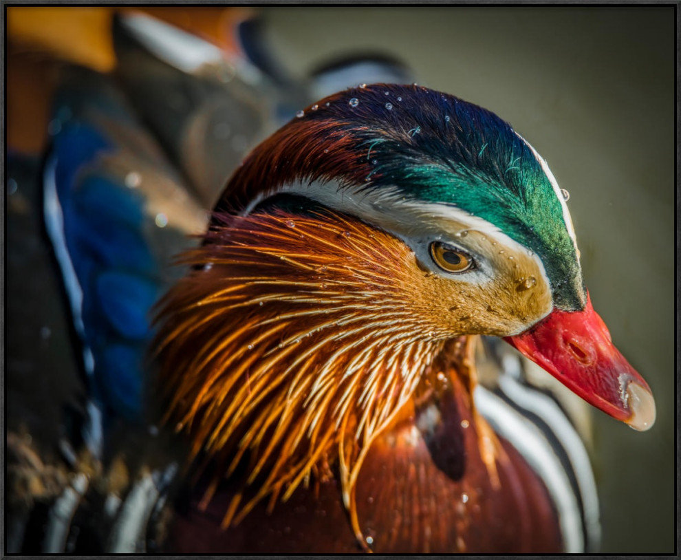 "The Manderin" by European Master Photography, 41"x34" - Contemporary ...