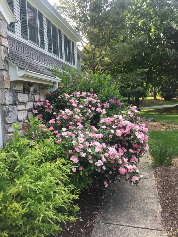 Rose bush identification
