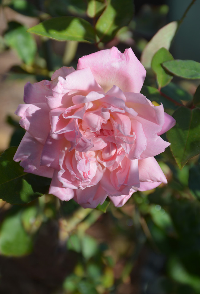 "Florence Bowers Pink Tea"