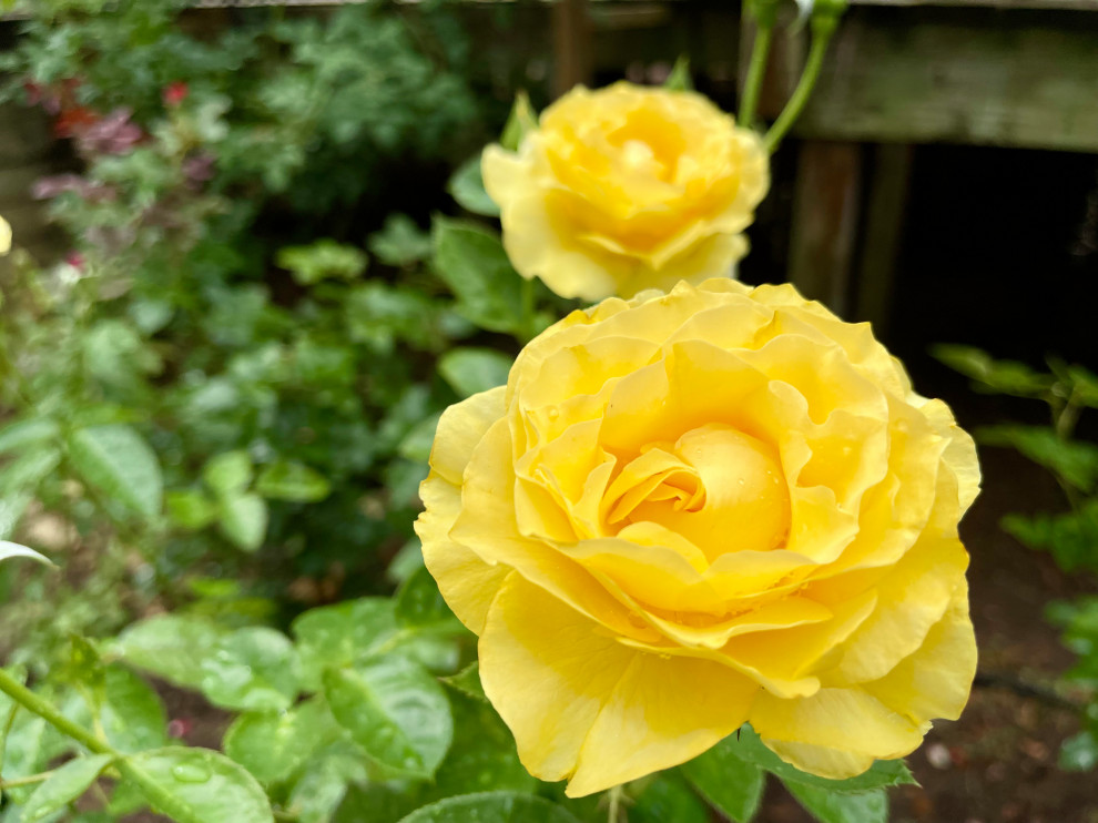 Floribunda Rose - Doris Day