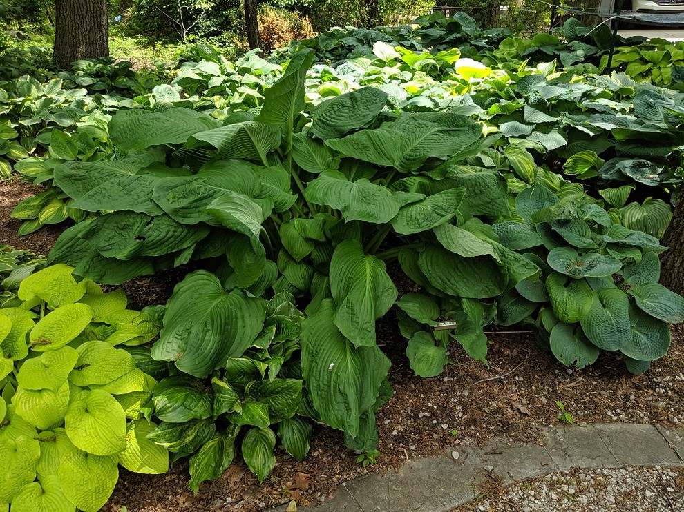 Fox Hosta Farm!