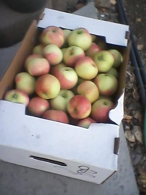 Zestar Apple Harvest