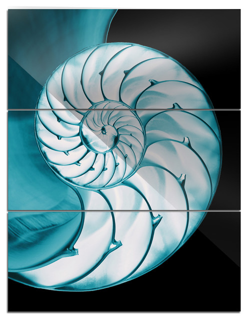 "Chambered Nautilus Shell" Metal Wall Art, 3 Panels, 28"x36", 28"x36" 3 ...