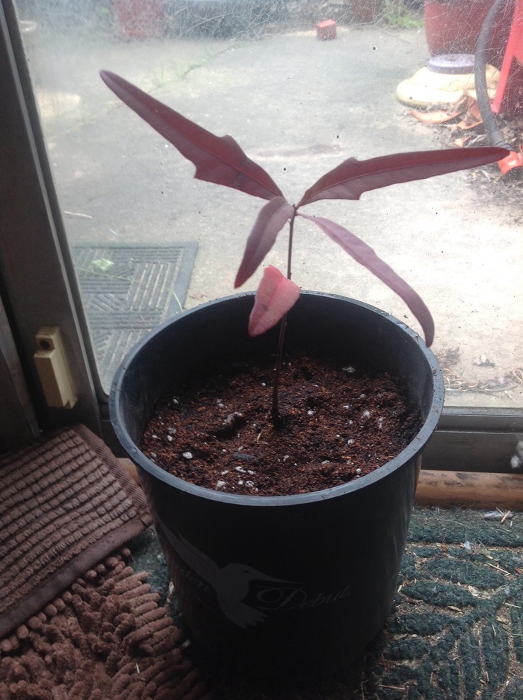 What is this colorful seedling?