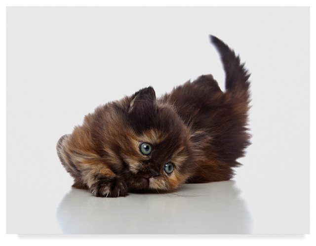 "Curiosity Kitty" by Andrea Mascitti Puppies, Canvas Art, 24"x18 ...