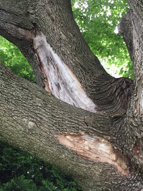 Maple Tree Disease or Ants or