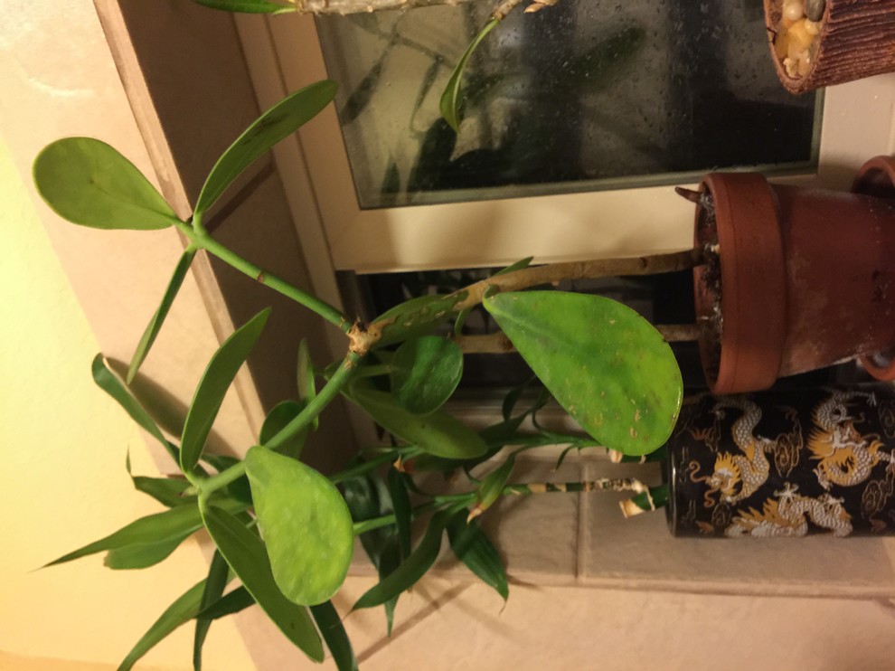 Autograph Tree (Signature Tree)