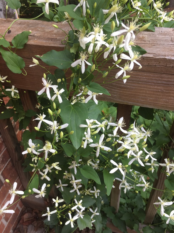 Vine with delicate white flower