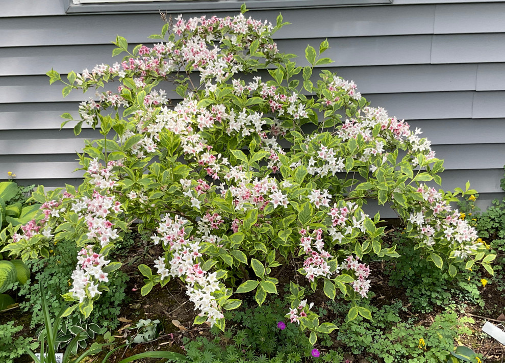 A few spring blooms up north