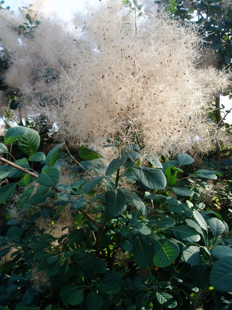 fuzzball shrub/tree