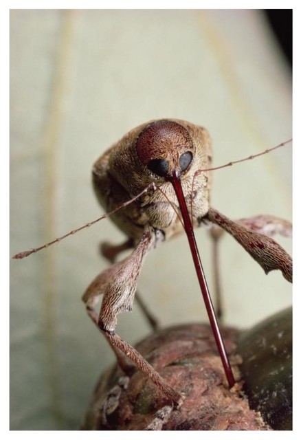 Black Oak Acorn Weevil Boring Into Acorn, Massachusetts-Paper Art, 12 ...