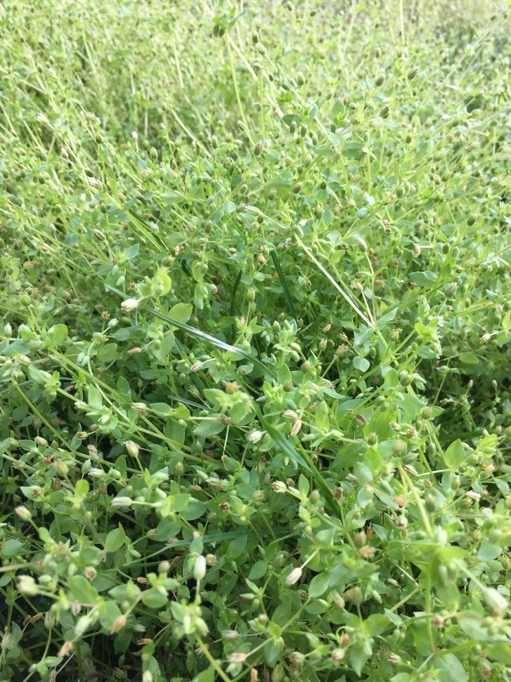 need help id weed taking over grass . literally it is spreading quick