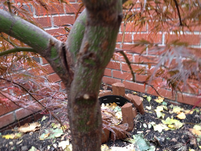 Dwarf Japanese Maple - Crack where branch meets trunk.